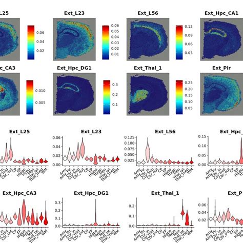 Decoding Spatial Maps Of Layer Specific Excitatory Neurons In The Human