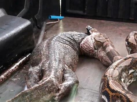 Giant Python Snake