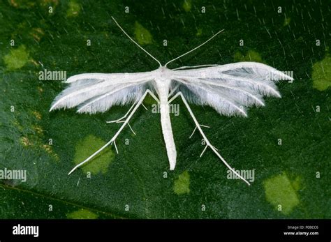 White Plume Moth Pterophorus Pentadactyla Adult Perched On A Leaf In
