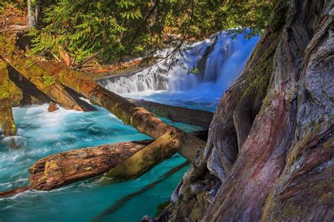 River Tree Trunk Free Photo On Pixabay Pixabay