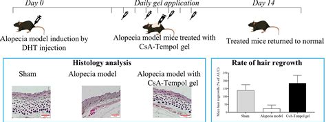 Effect Of Cyclosporine A Tempol Topical Gel For The Treatment Of
