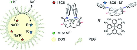 Ion Selective Emulsions Doped With Macrocyclic Compound As An Download Scientific Diagram