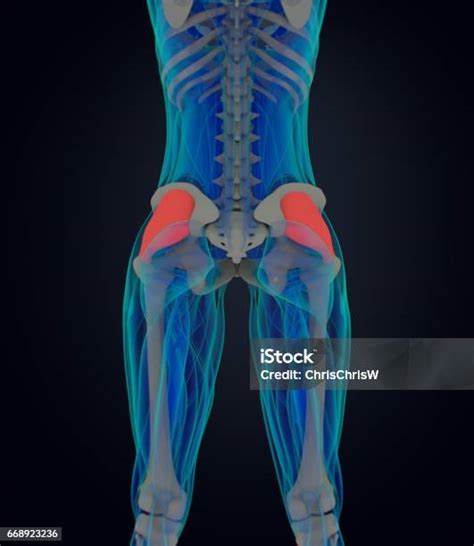 텐서 끈 Latae입니다 여성 해부학 엉덩이 근육 3 차원 일러스트 레이 션 0명에 대한 스톡 사진 및 기타 이미지 0명 3차원 형태 건강관리와 의술 Istock