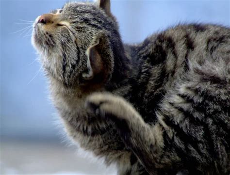 Cat Scratching Stock Photos Royalty Free Cat Scratching Images Depositphotos