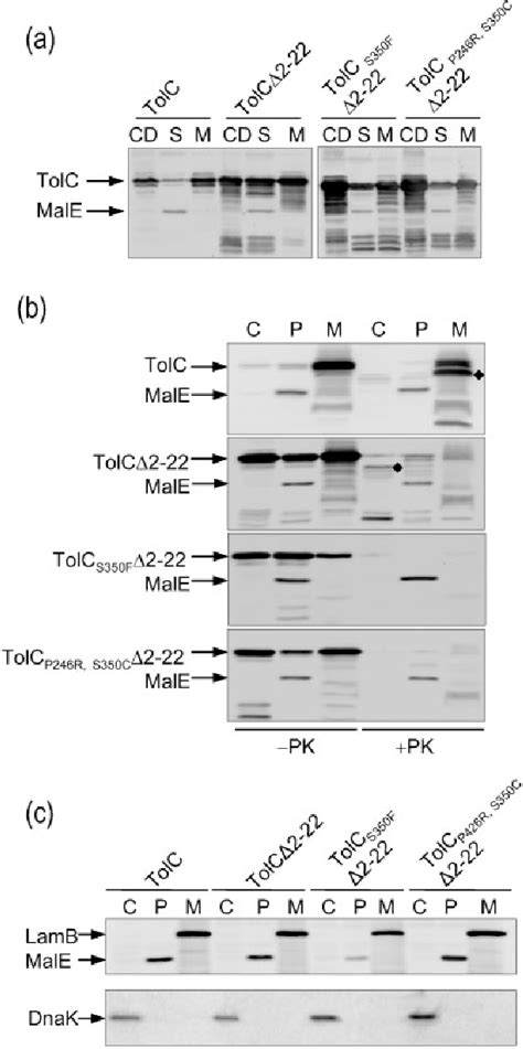 Figure 1 From Folding And Trimerization Of Signal Sequence Less Mature Tolc In The Cytoplasm Of
