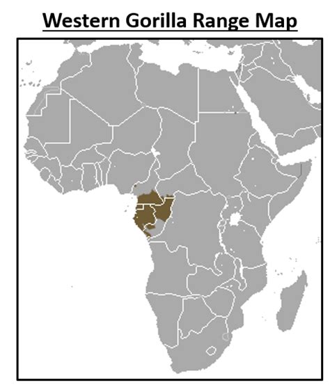 Types Of Monkeys Found In Nigeria Id Guide Bird Watching Hq