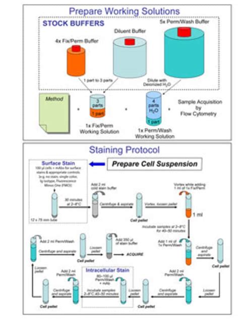 Biosciences Transcription Factor Buffer Set Bd Transcription Factor Buffer Set 25 Tests