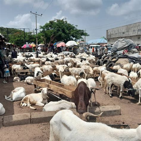 sallah ram sellers in ilorin attribute high costs to subsidy removal