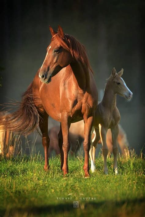 25 Horse Photography Tips Take Great Equine Photography