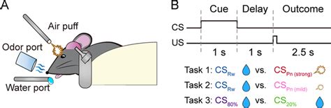 Behavioral Task A The Experimental Setting Head Fixed Mice Performed