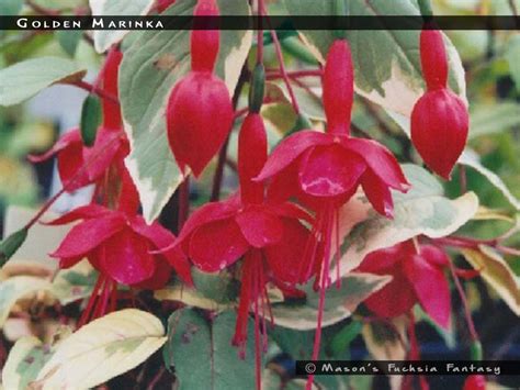 Golden Marinka - FuchsiaFinder