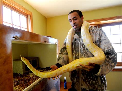 Big Albino Burmese Python