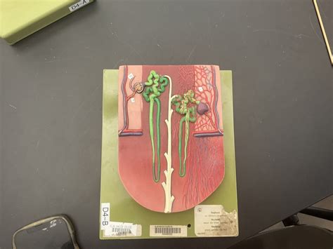 Nephron Loop Diagram Quizlet