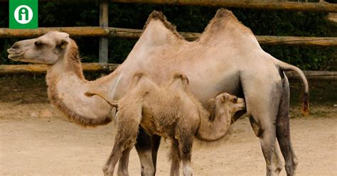A Teheneknek Annyi Jöhetnek A Tevék Agroinform Hu