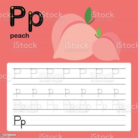 기본 쓰기 능력 문자 P 복숭아 벡터 일러스트를 향상시키기 위해 유치원 및 유치원을위한 알파벳 추적 워크 시트 개체 그룹에 대한 스톡 벡터 아트 및 기타 이미지 Istock
