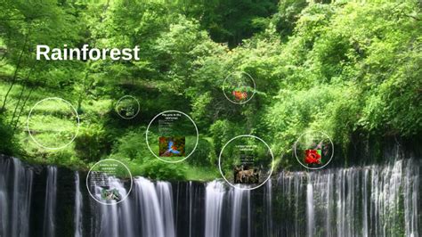 Rainforest By Jane Azpeitia On Prezi