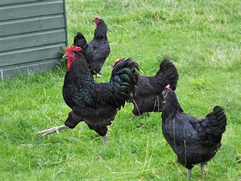 Jersey Giant All You Need To Know Size Color Varieties And More
