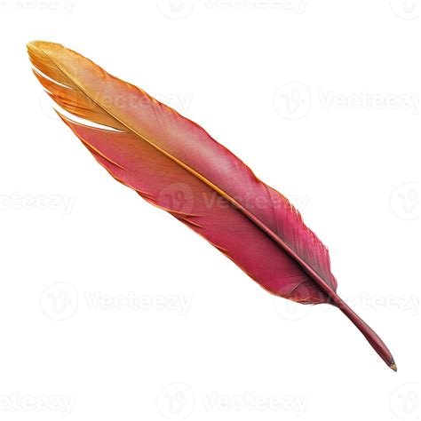 Vibrant Single Feather With Warm Color Gradients And Fine Details
