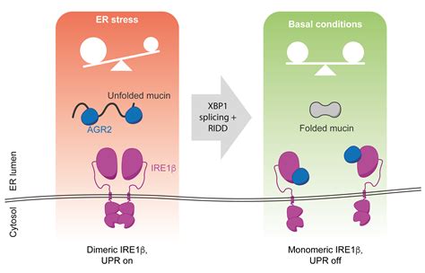 Unfolded Protein The Mitochondrial Unfolded Protein Response