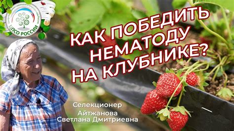 Как бороться с нематодой на клубнике Почему сохнут кусты клубники земляники Youtube