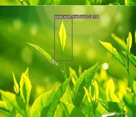 助力茶园种植鲜叶分级，基于最新yolov9【gelan Cyolov9 C】参数模型开发构建茶园种植作业场景下的茶鲜叶分级检测识别系统yolov9 Cpt和gelan Cpt Csdn博客