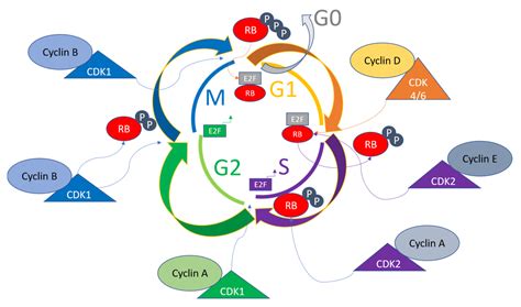 Cyclins And Cyclin Dependent Kinases In Gastric Cancer Encyclopedia Mdpi