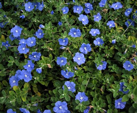 Evolvulus Beach Bum Blue X5 Or X1 Live Plant Plugs Grow Your Own Garden