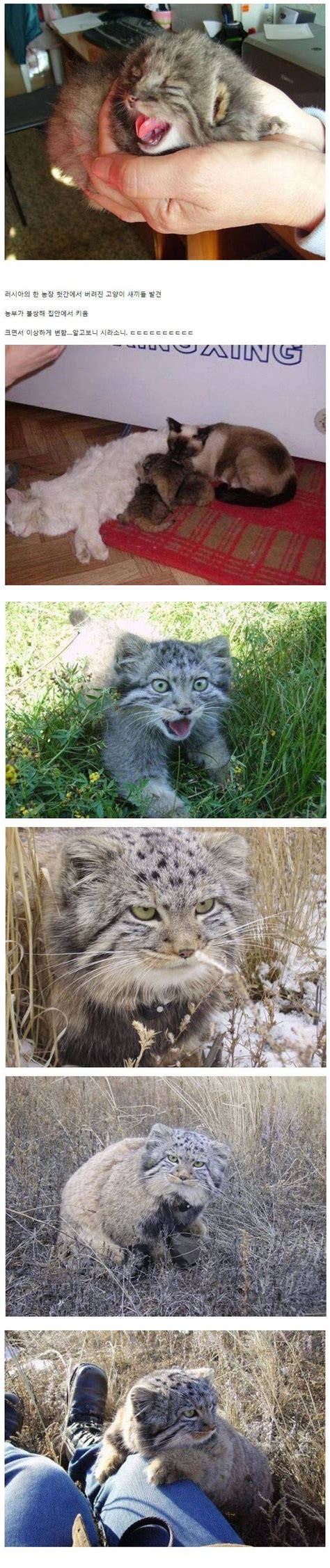 우연히 주운 고양이 정체 인스티즈 Instiz 이슈 카테고리