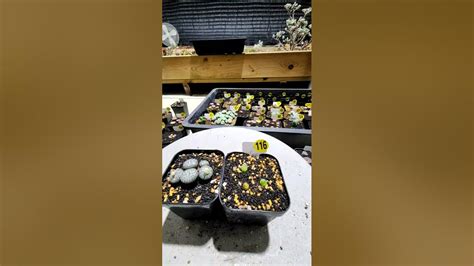 다육마을 라이브 다육판매영상 다육판매방 다육판매하는곳 다육이 다육이를부탁해 다육이판매영상 다육이라이브 다육이화분 선인장 코덱스 코노피튬 Youtube