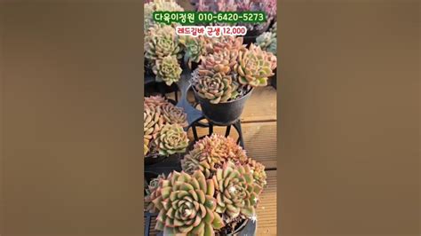 군생맛집 다육이정원 착한국민다육 다육식물 Youtube