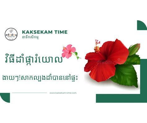 វិធីដាំផ្ការំយោលនៅក្នុងផ្ទះងាយៗ នាទីកសិកម្ម Kaksekam Time