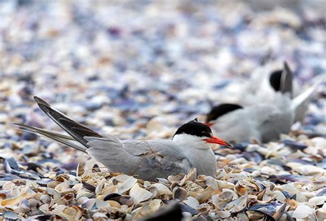 Manmade Common Tern Breeding Platform On Behance