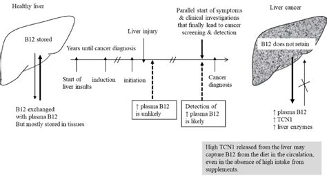 Disturbed Physiology Of Vitamin B12 In Patients With Liver Cancer