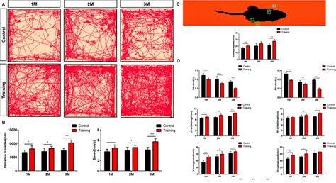 Treadmill Training Enhanced The Motor Function And Biomechanical Download Scientific Diagram