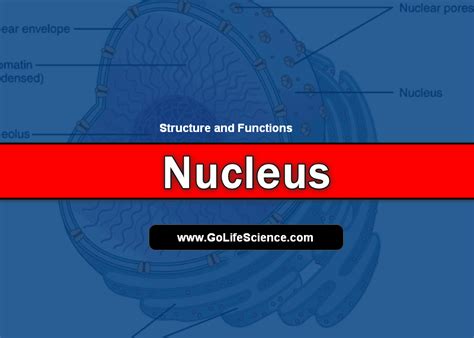Nucleus Central Part Of The Cell Structure And Functions