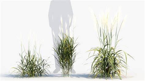 3d Miscanthus Purpurascens Flame Grass Model Turbosquid 2080767