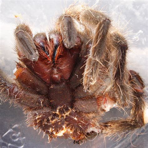 Aranha Caranguejeira Tarântula Mundo Biologia
