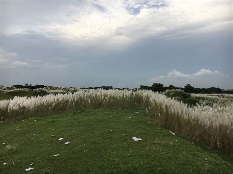 Common Reed Tree Plant Free Photo On Pixabay Pixabay