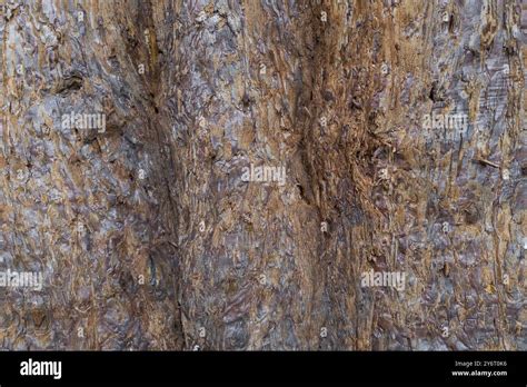 sequoia bark sequoioideae tree bark tree trunk nature tree plant