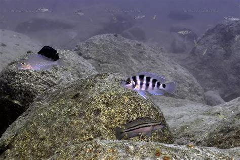 Neolamprologus Sexfasciatus