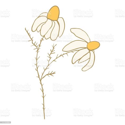 흰색 배경에 고립 된 데이지 꽃 낙서 디자인 요소 재미있는 귀여운 장식 벡터 일러스트 레이 션 0명에 대한 스톡 벡터 아트 및 기타 이미지 Istock