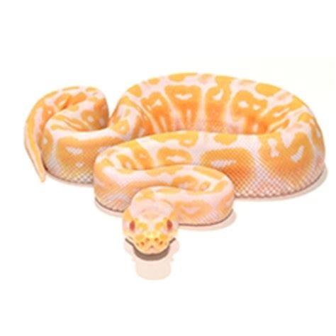 Orange Albino Ball Python Orange Albino Ball Python
