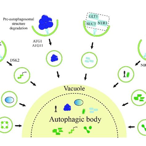 Known The Ubiquitin Interacting Motif Proteins In Plant Download