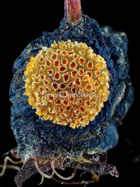 Rust Fungus Gymnosporangium Sp Under The Microscope Poster For Sale By Sdymchenko Redbubble