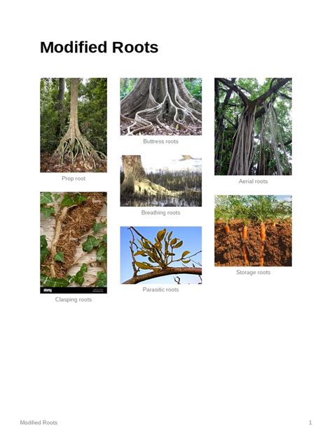 Modified Roots Pdf