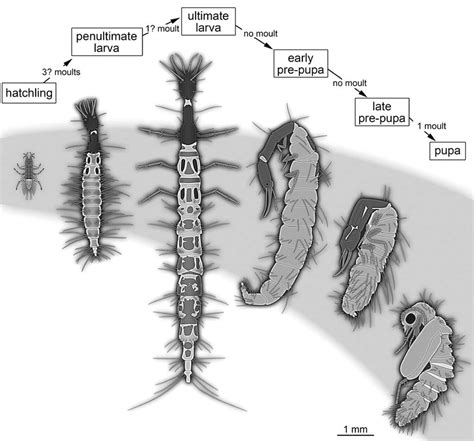 Generalised Reconstruction Of The Post Embryonic Development Of Download Scientific Diagram