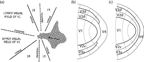the foveal confluence in human visual cortex journal of neuroscience