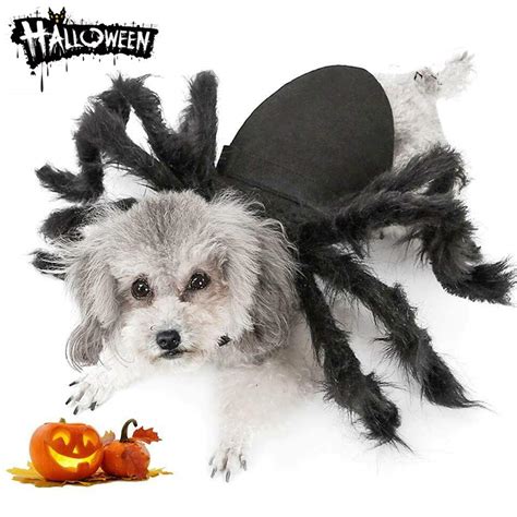 15 Best Funny Dog Costumes