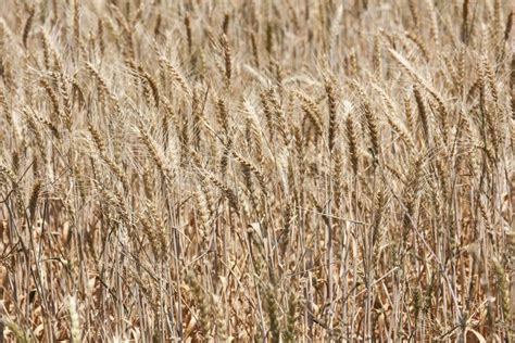 Wheat Crop Stock Photo Image Of Farm Grain Husk Wheat 199907364