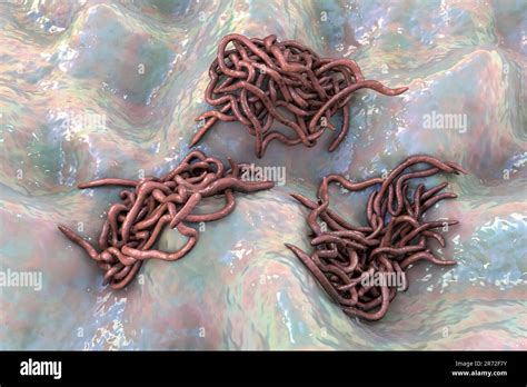 Round Worms Computer Artwork Roundworms Or Nematodes Include